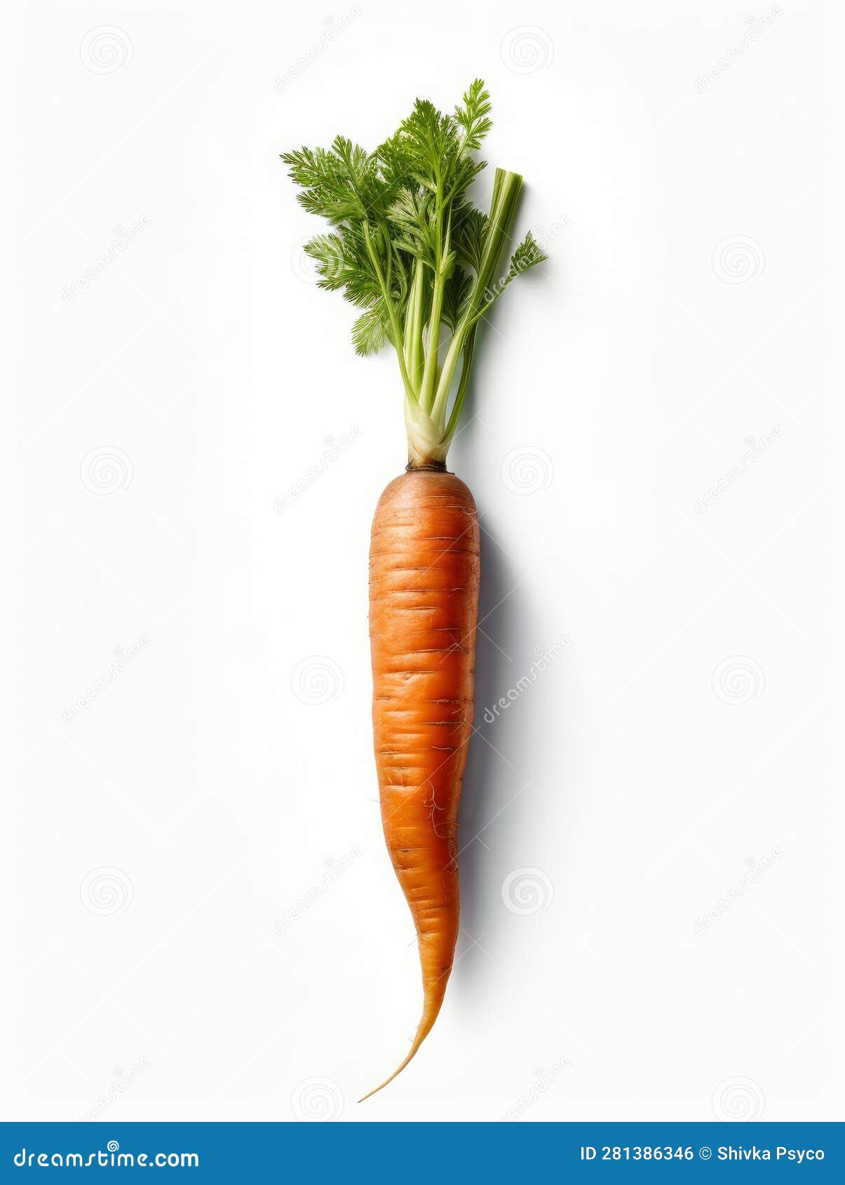 Single Carrot on White Background Stock Illustration - Illustration of ...