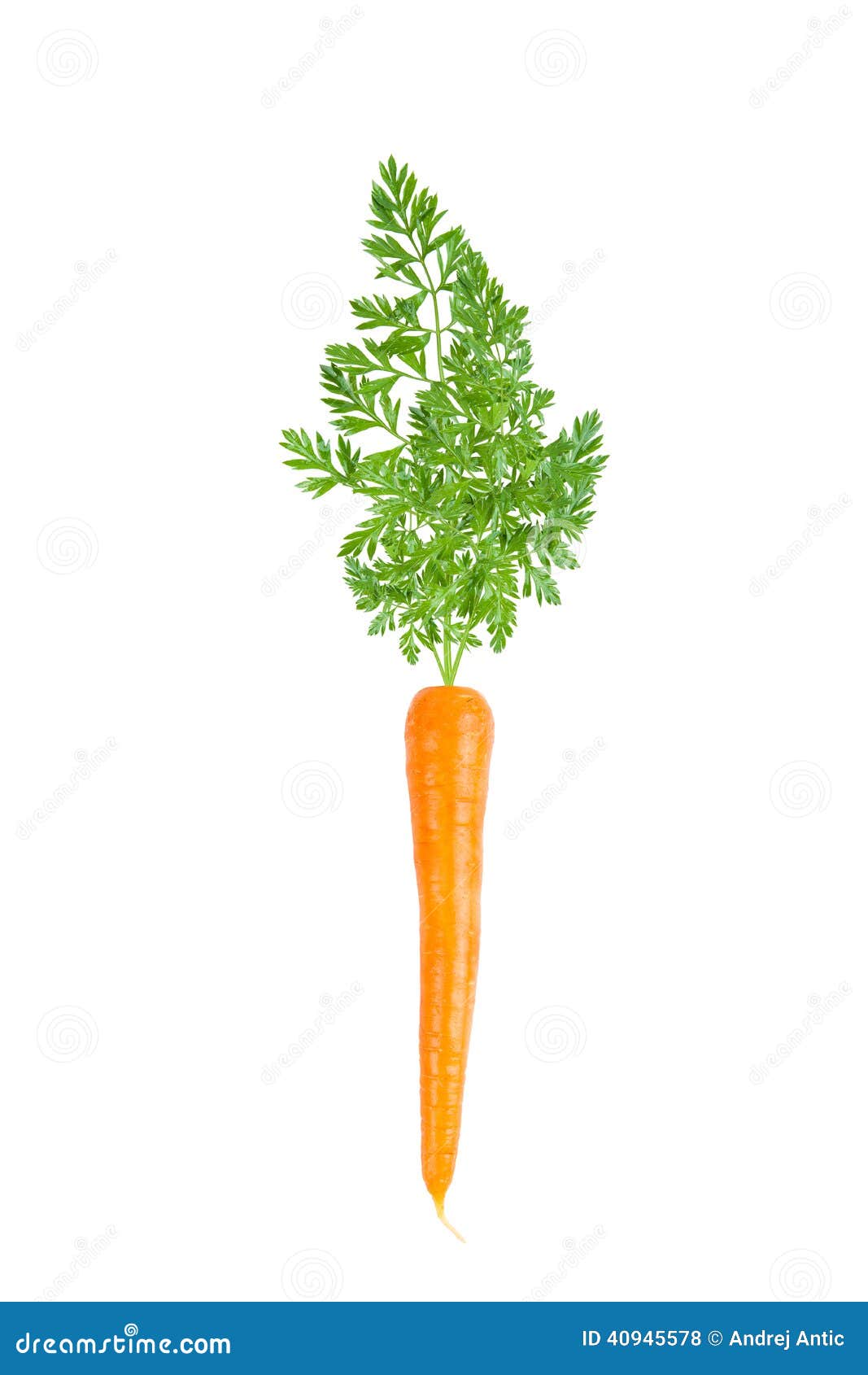A single carrot stock photo. Image of vegetable, white - 40945578
