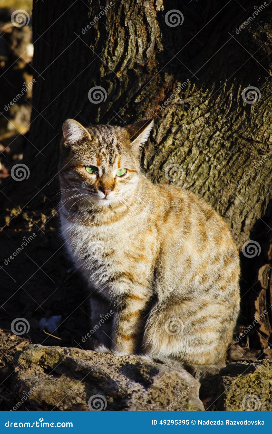 Single Cat stock image. Image of looking, curious, portrait - 49295395