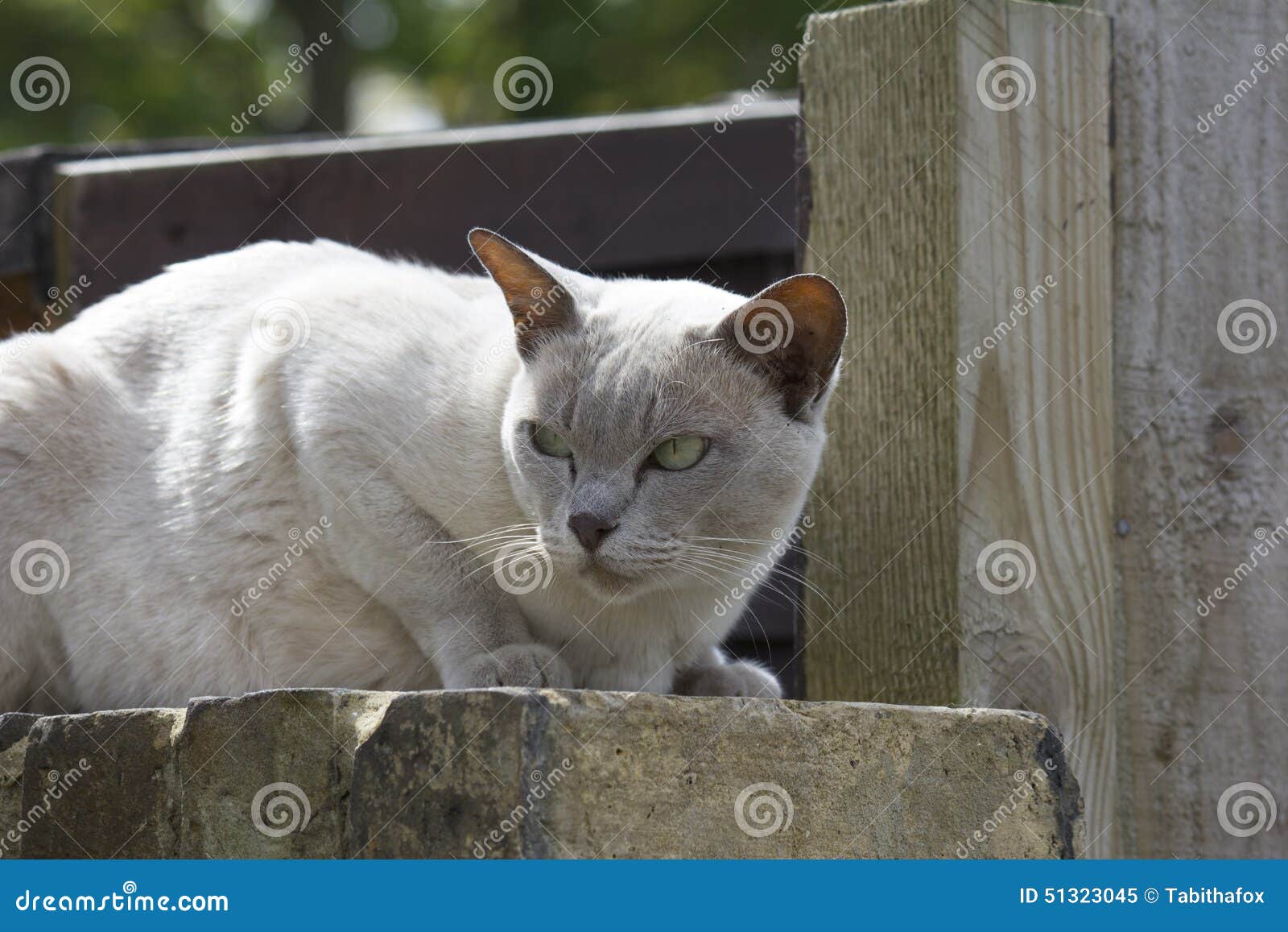 Single cat stock image. Image of close, siamese, fluffy - 51323045