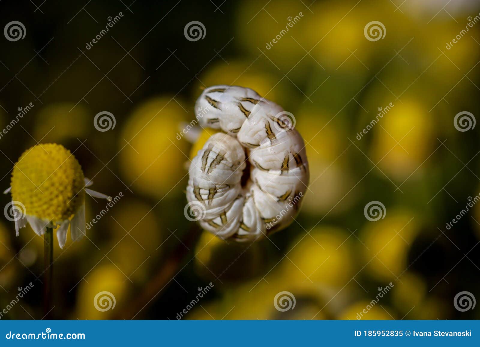 Single Caterpillar of the Moth Called the Chamomile Shark Stock Image ...