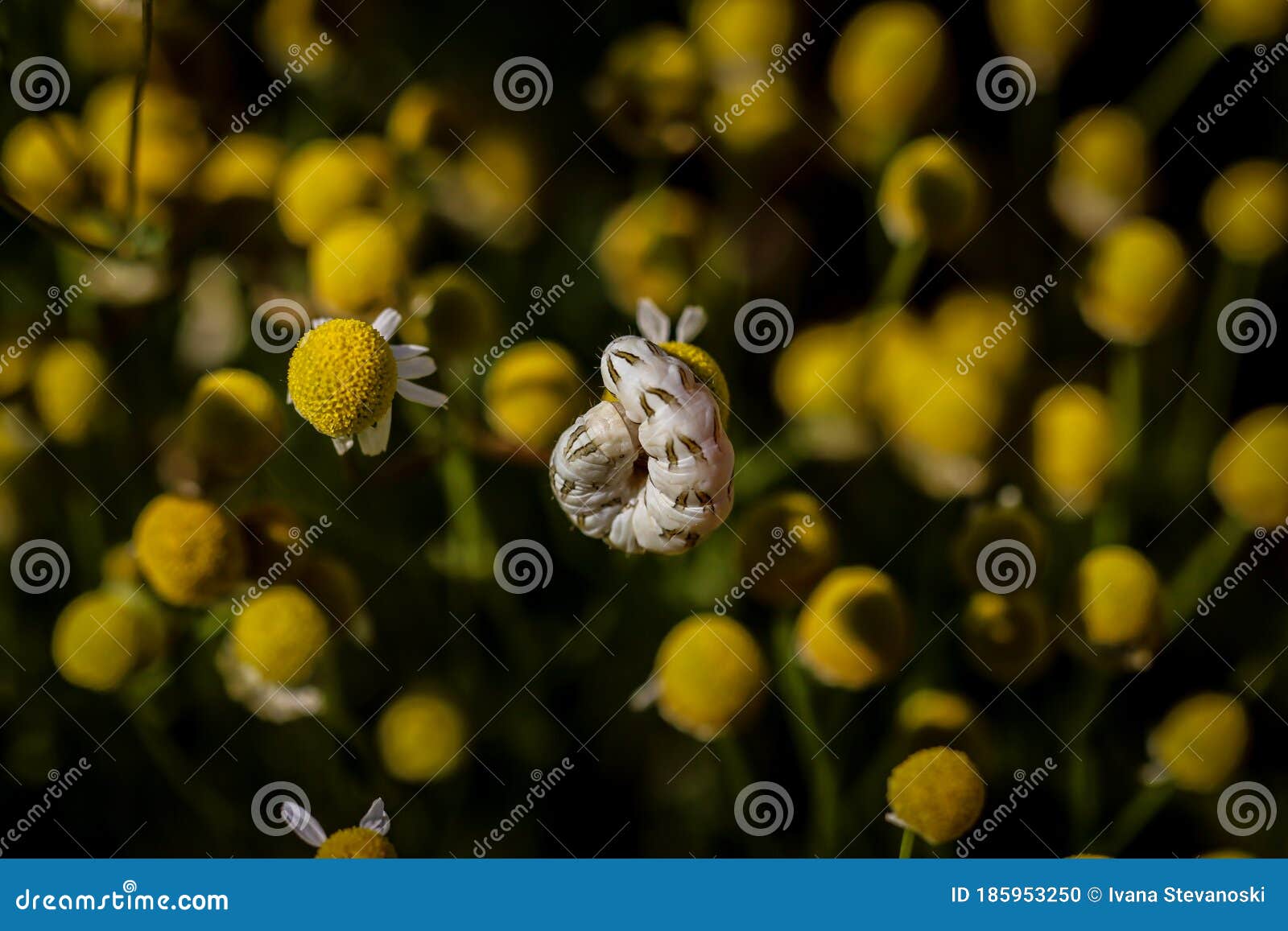 Single Caterpillar of the Moth Called the Chamomile Shark Stock Photo ...