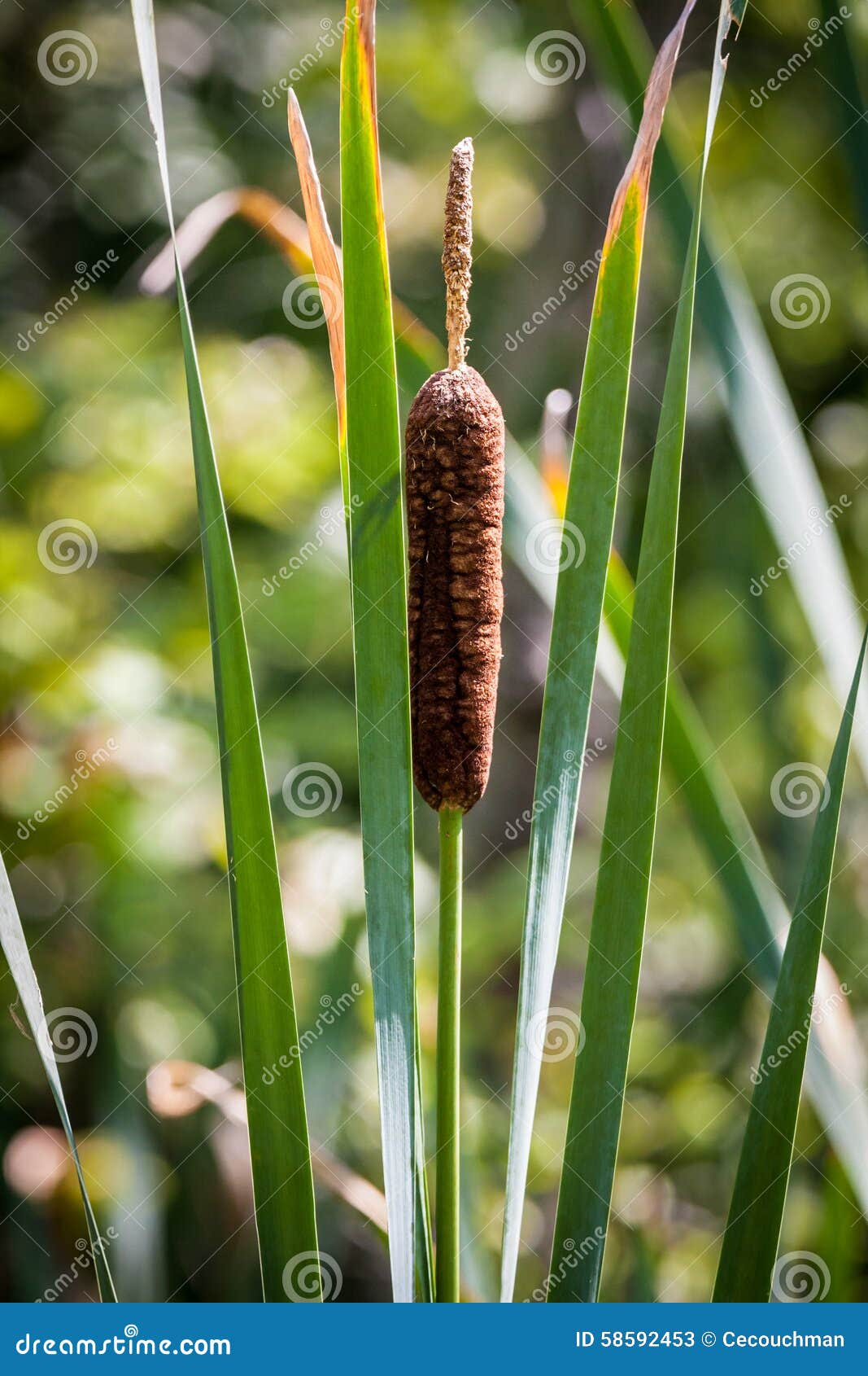 Single Cattail Close Up stock image. Image of cattail - 58592453