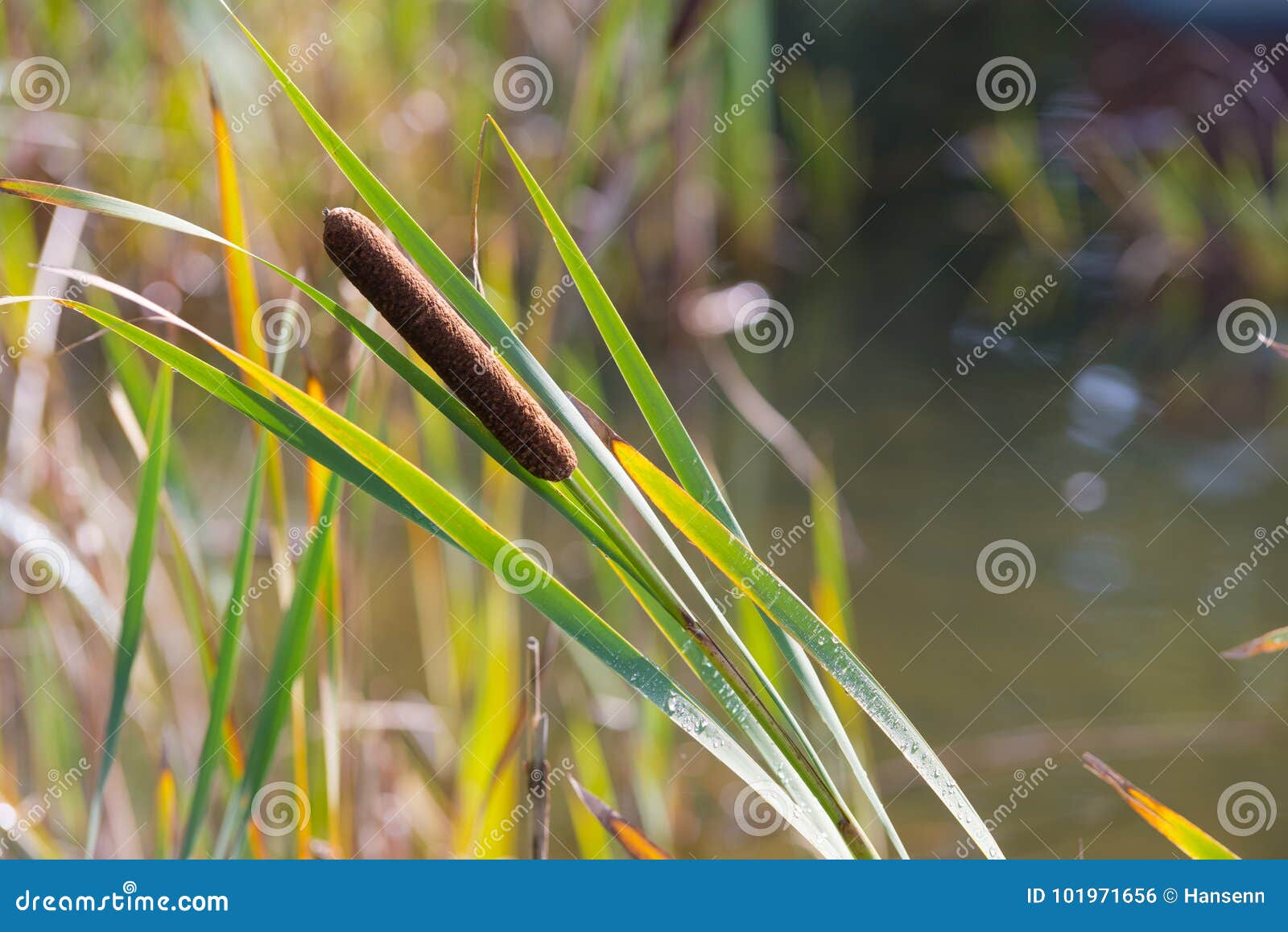 Cattail at pond stock photo. Image of pond, vegetation - 101971656
