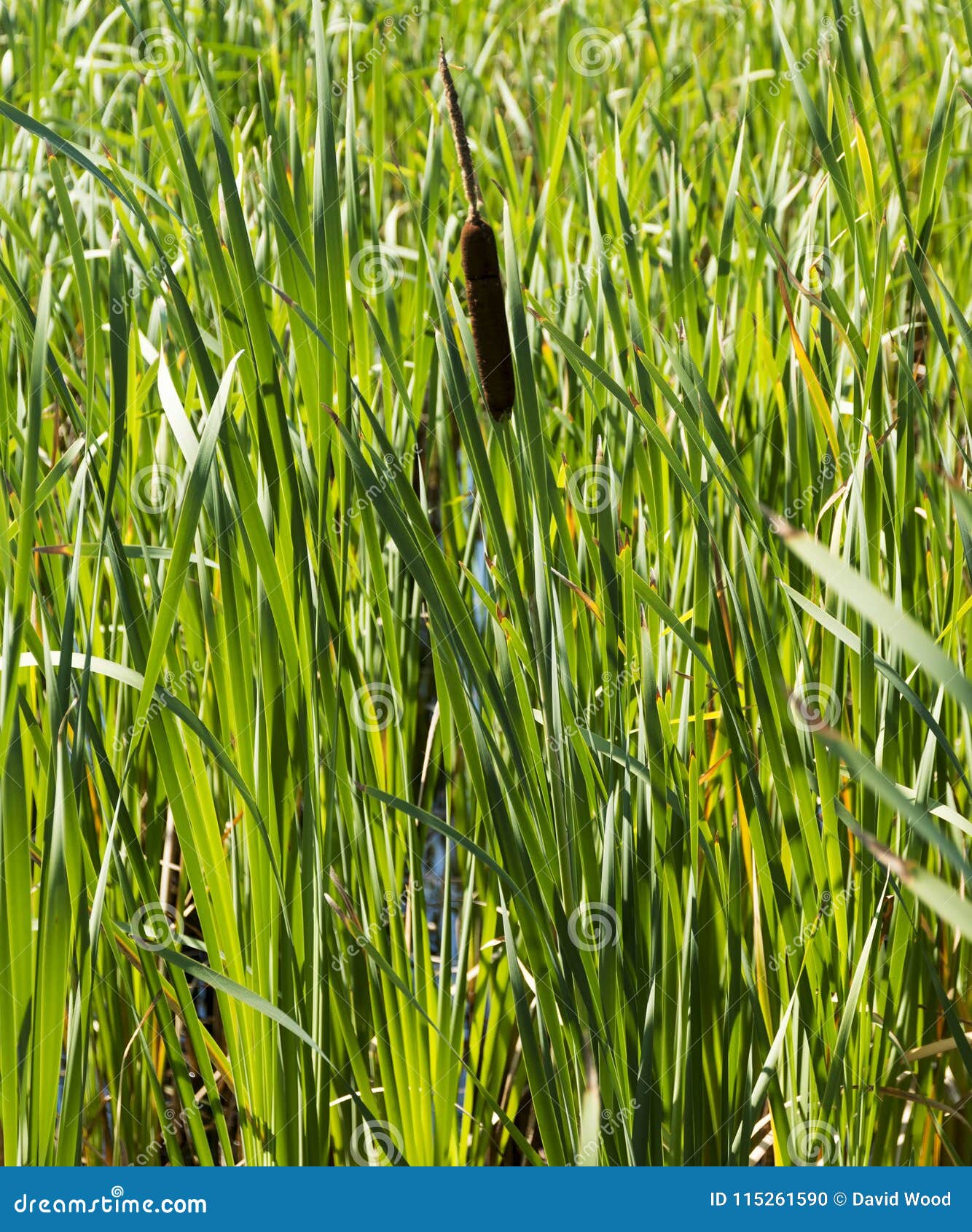Cattail in marsh stock photo. Image of water, stem, white - 115261590