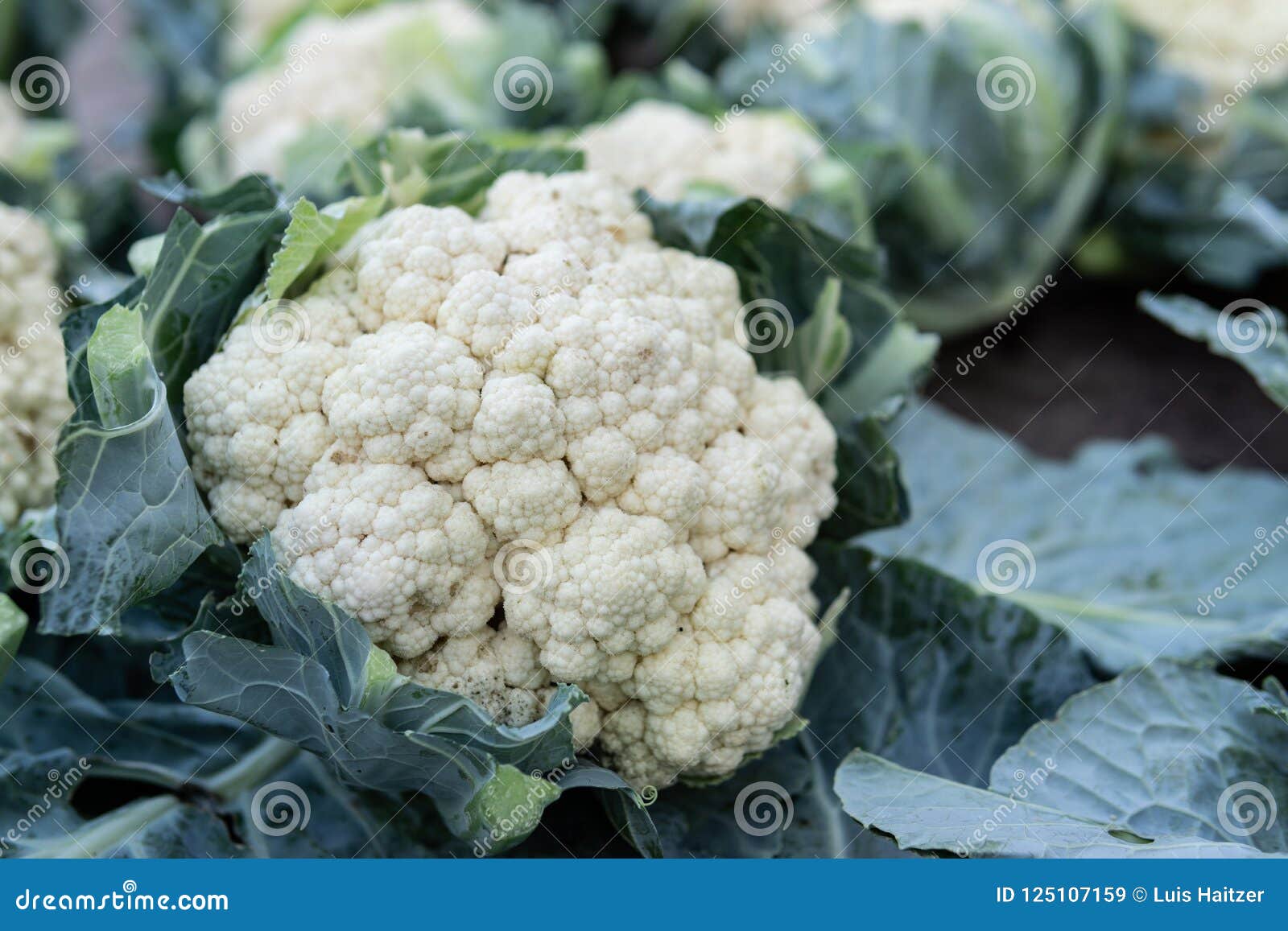 One cauliflower stock image. Image of group, vegan, meal - 125107159