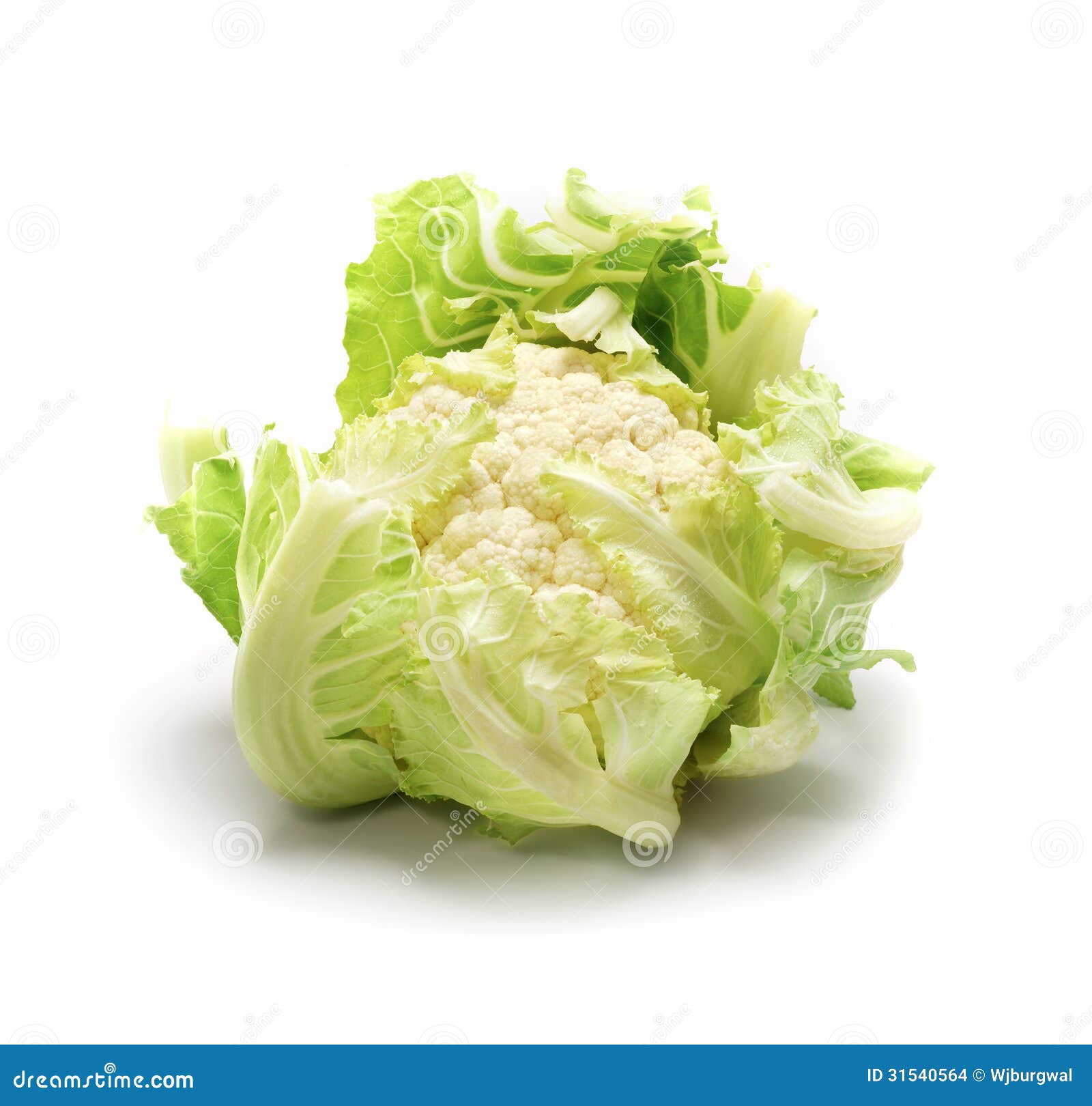 Single cauliflower stock photo. Image of healthy, green - 31540564