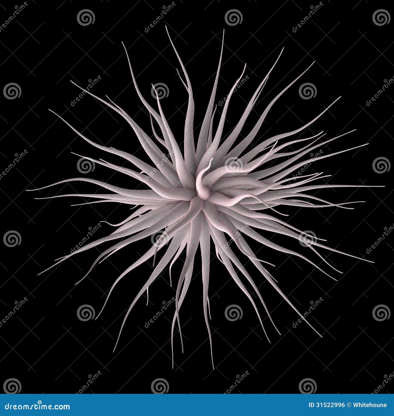 Single Cell Isolated on Black Stock Illustration - Illustration of ...