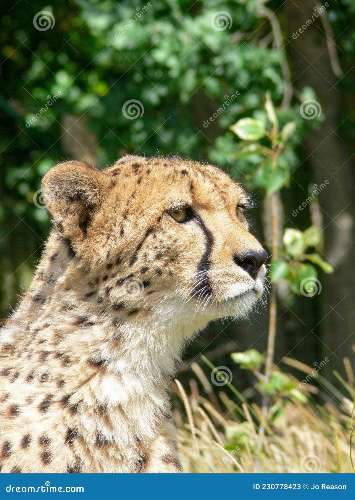 Cheetah in a Zoo Environment Stock Image - Image of safari, adult ...