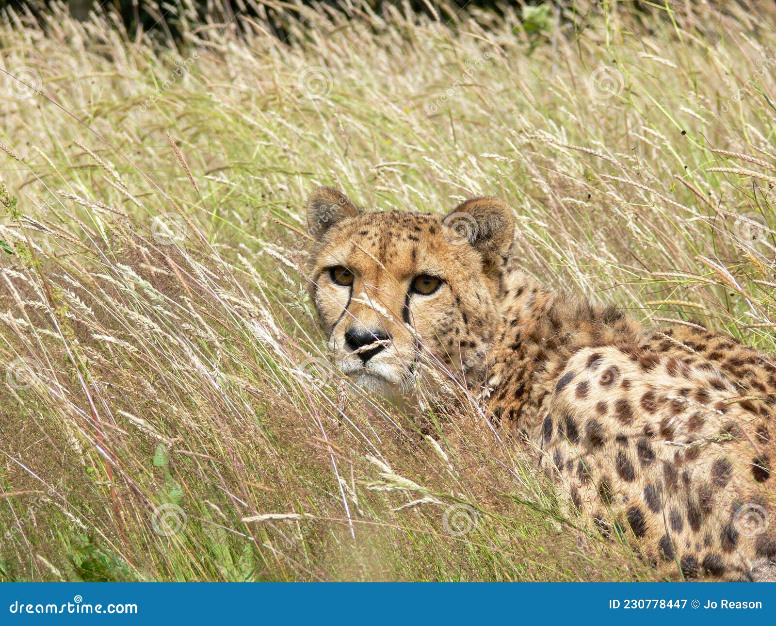 Cheetah in a Zoo Environment Stock Image - Image of exotic, carnivore ...