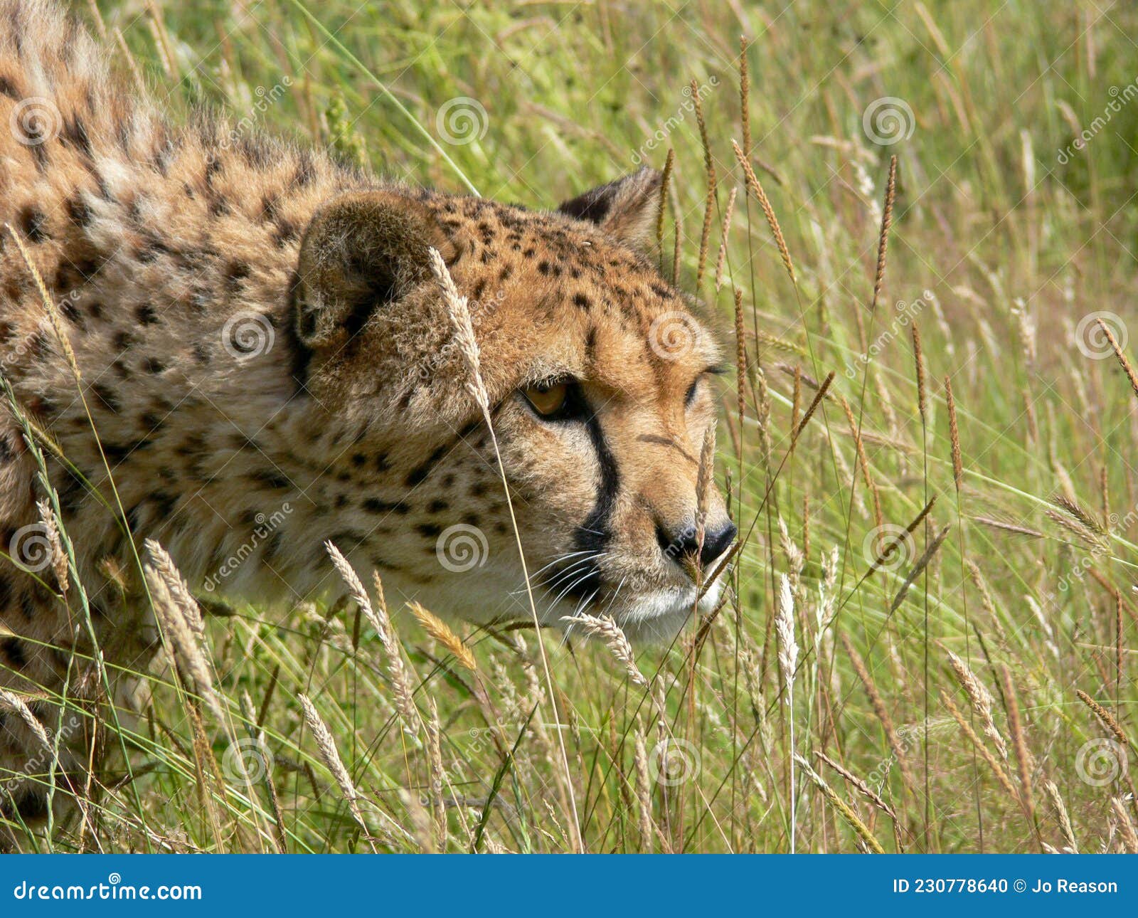 Cheetah in a Zoo Environment Stock Photo - Image of african, cheetah ...