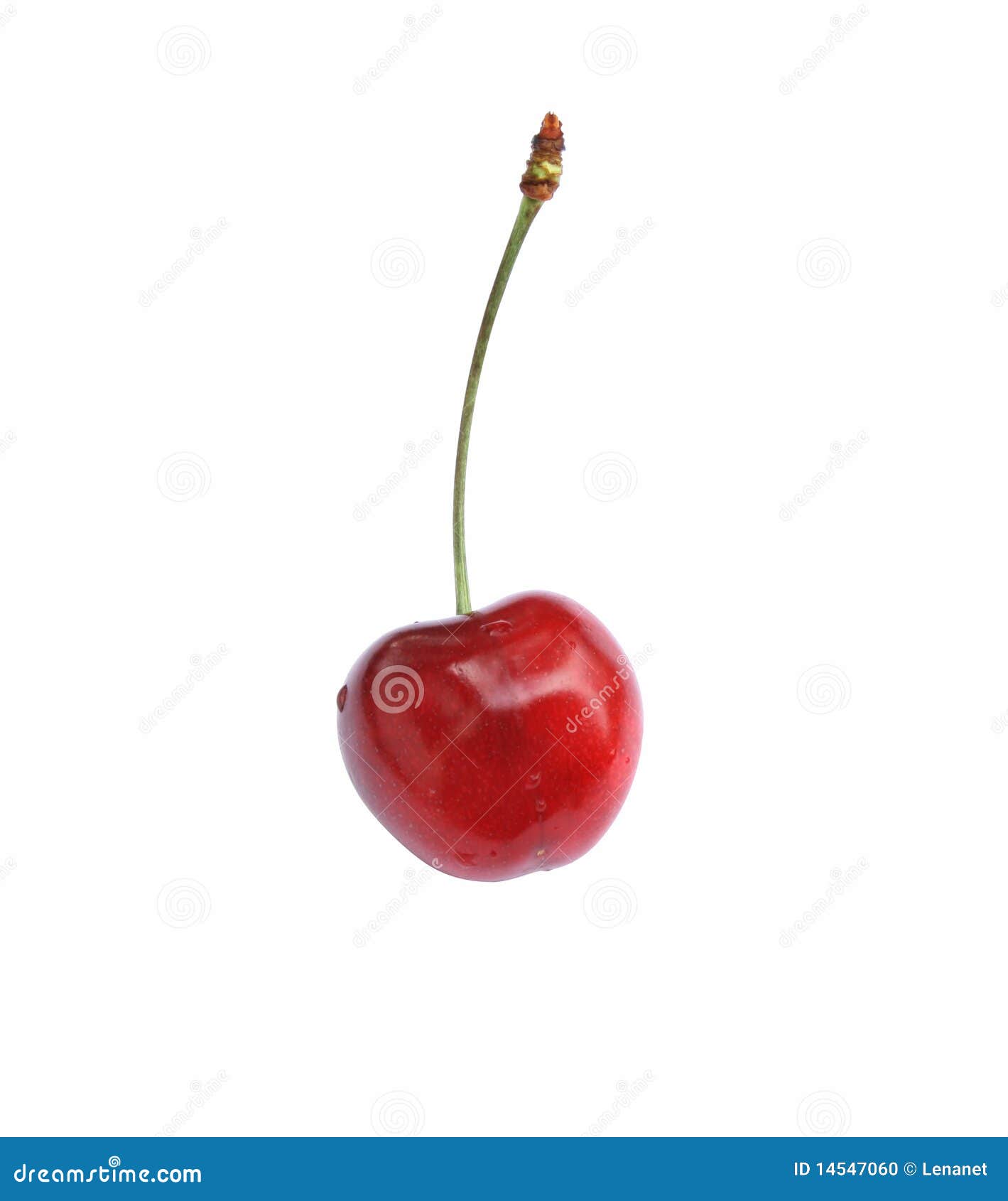Single cherry stock photo. Image of flavor, food, isolated - 14547060