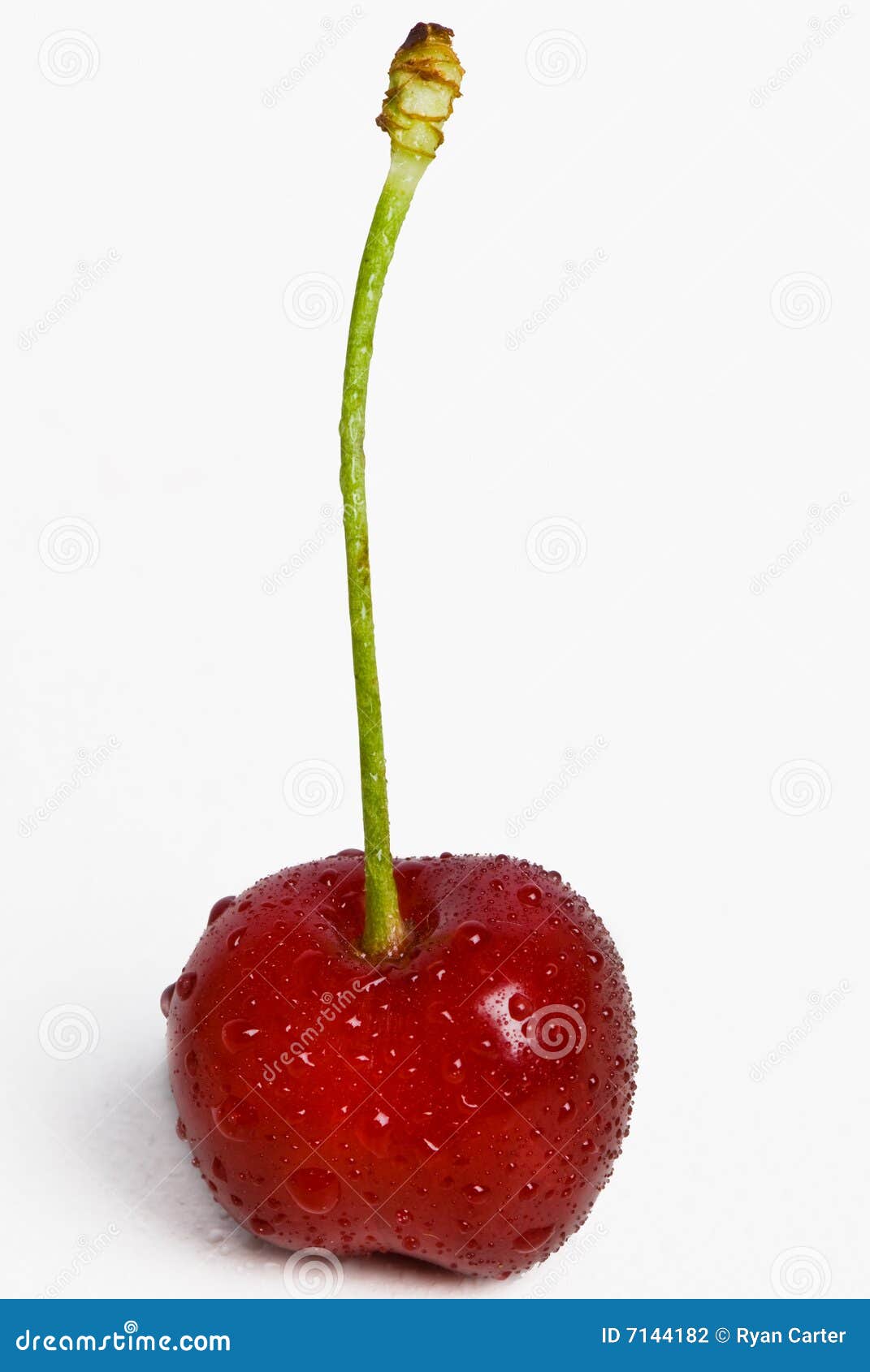 Single Cherry stock photo. Image of food, nutrient, clean - 7144182