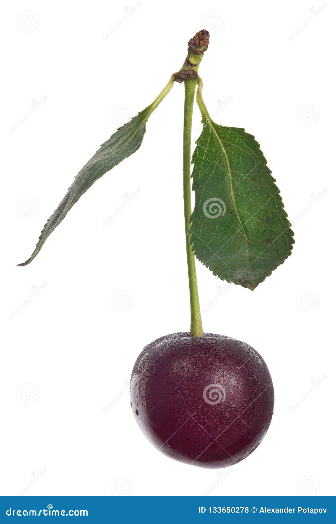 Single Cherry Berry with Two Leaves on White Stock Photo - Image of ...