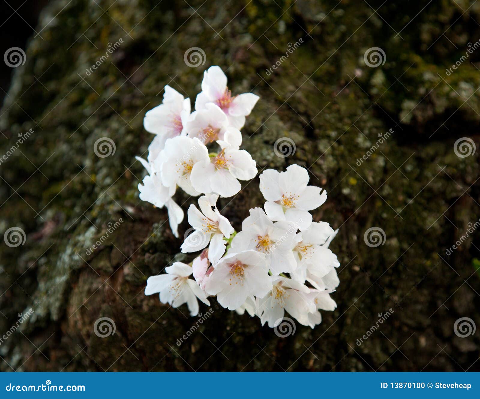 Single Cherry Blossom on Branch Stock Photo - Image of america ...
