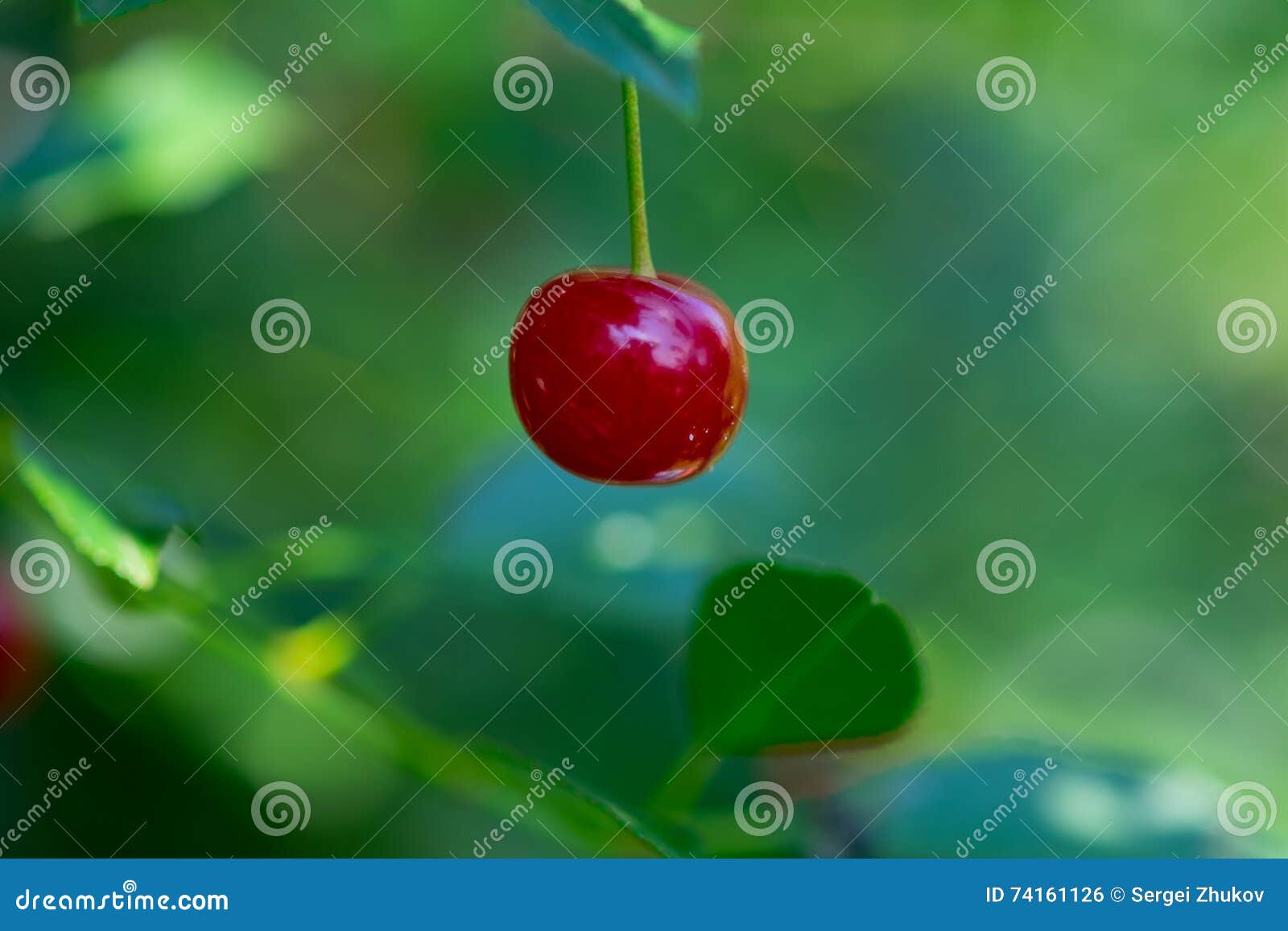 Cherry Growing On The Tree At New Zealand Royalty-Free Stock Image ...