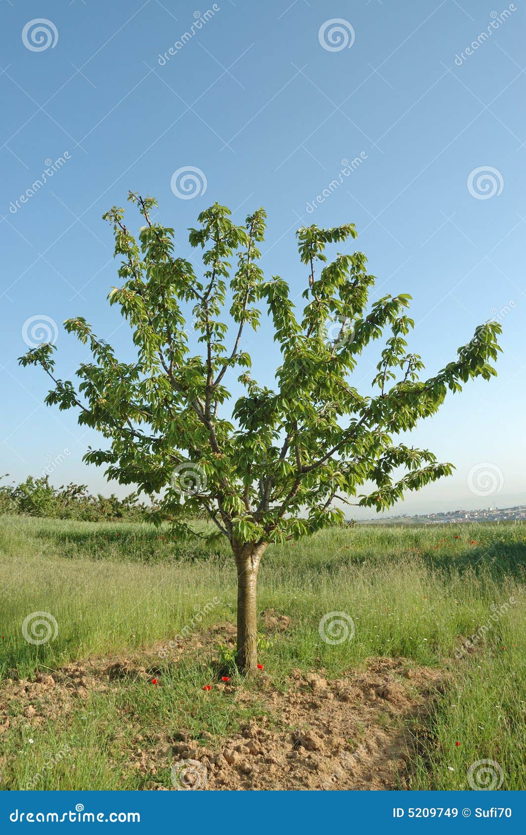 Single cherry tree in farm stock image. Image of fresh - 5209749