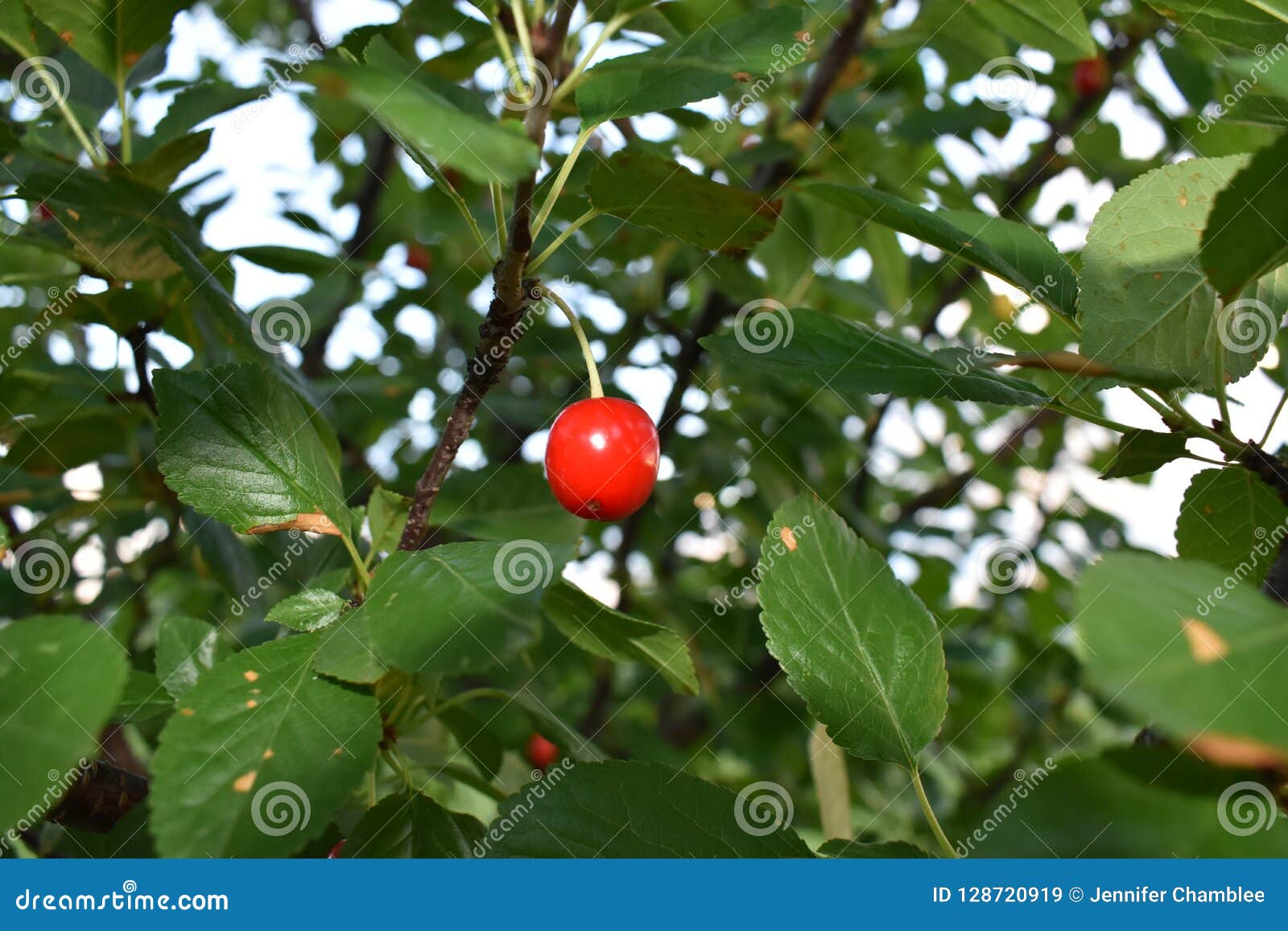 Single cherry on tree July stock image. Image of cherry - 128720919