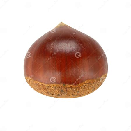 Single chestnut stock photo. Image of japanese, seasonal - 21560880