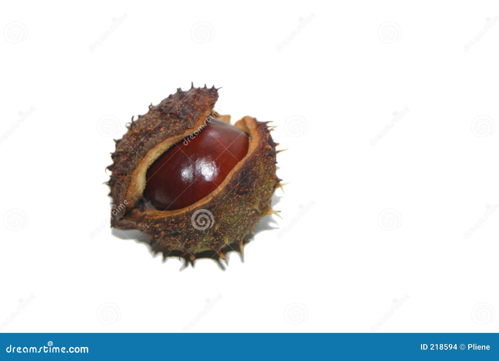 Single Chestnut stock photo. Image of warm, bloom, peek - 218594
