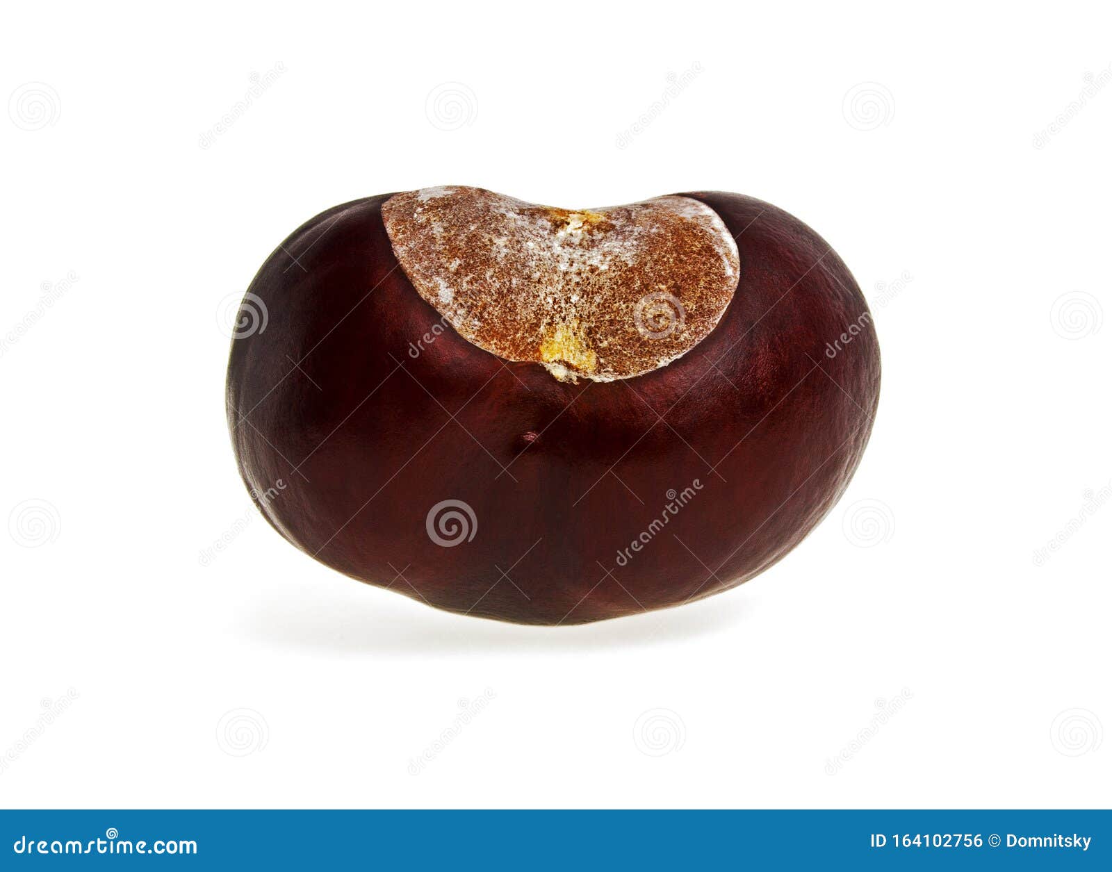 Single Chestnut Isolated on White Background Stock Photo - Image of ...