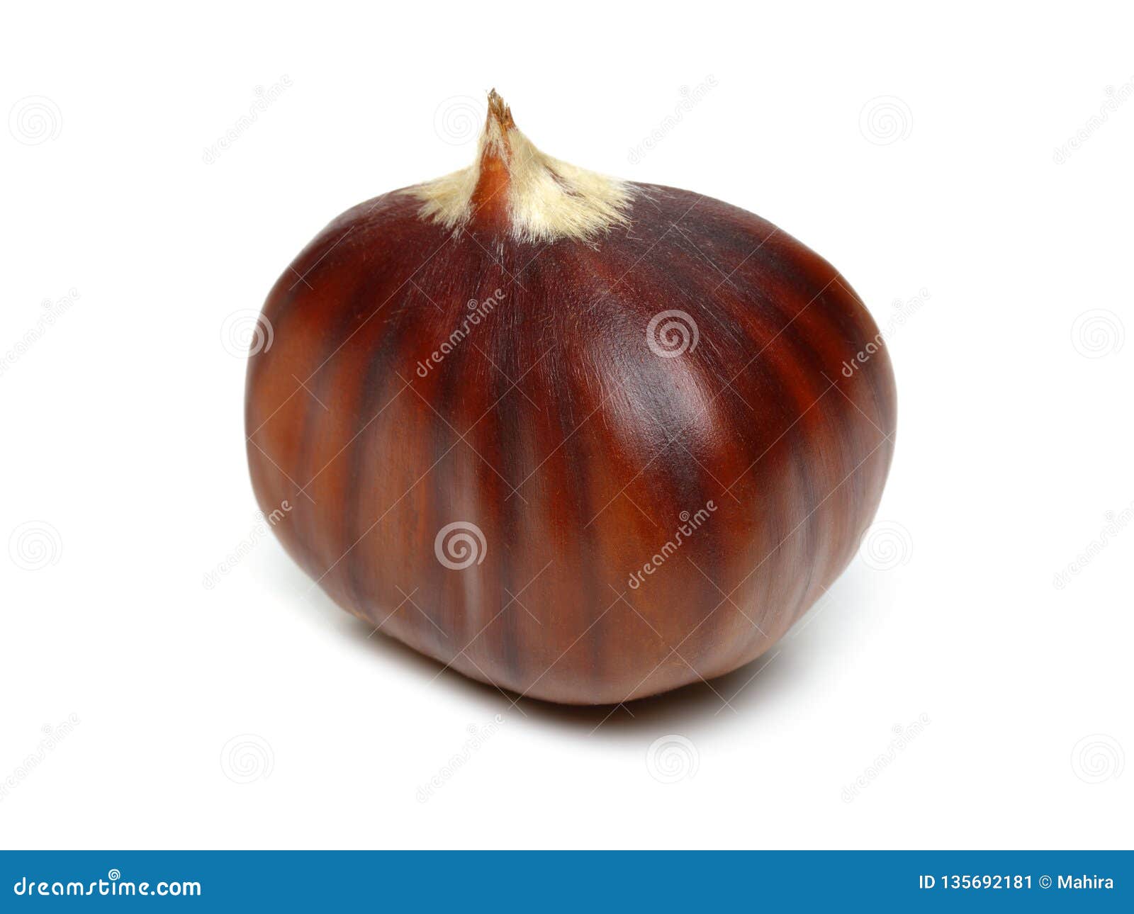Single Chestnut Isolated on White Background Stock Image - Image of ...