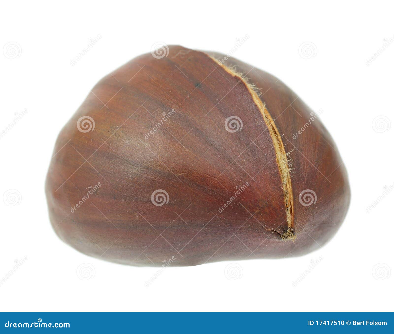 Single chestnut in shell stock photo. Image of brown - 17417510