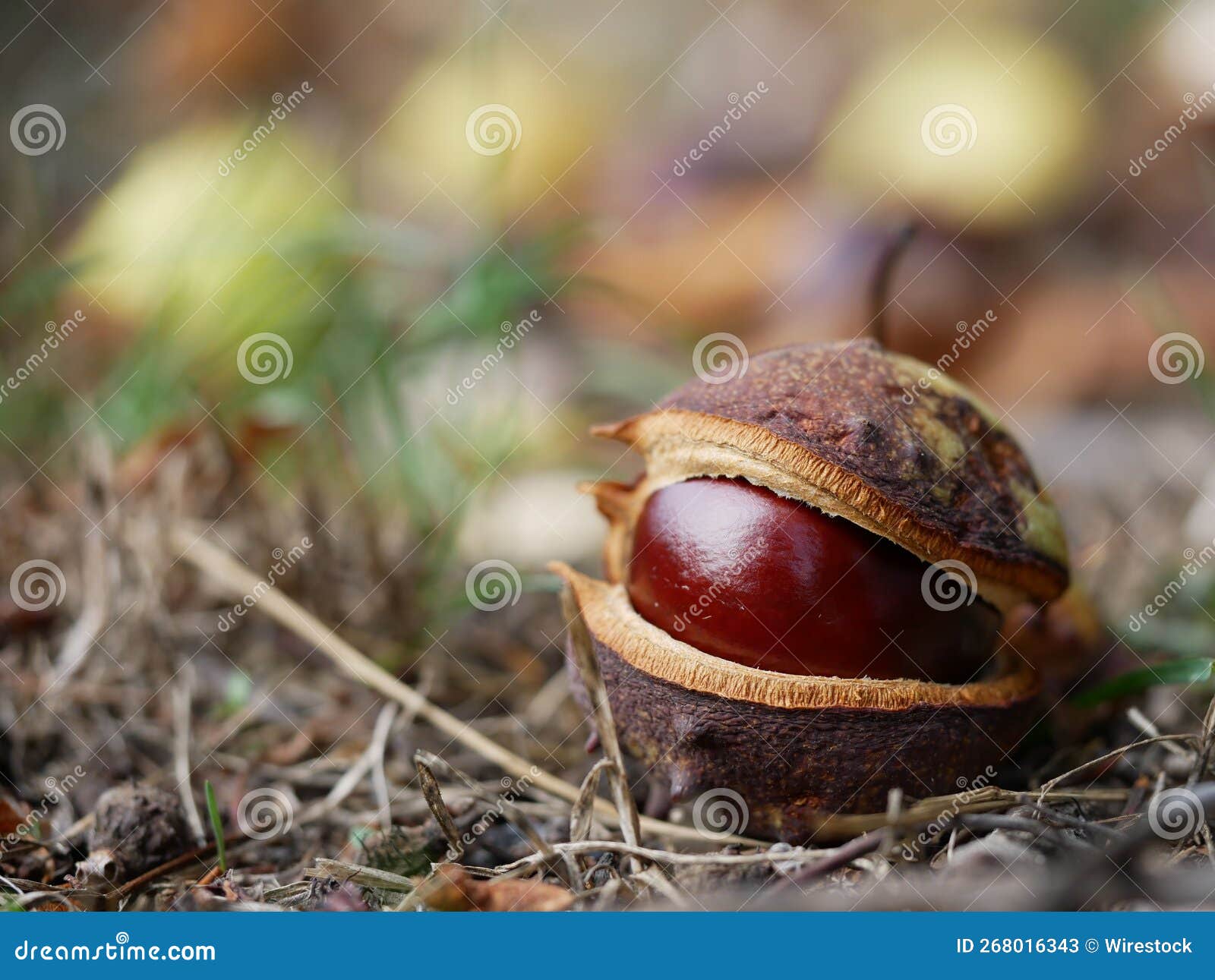 Chestnut with Shell on Forest Ground Stock Image - Image of ground ...