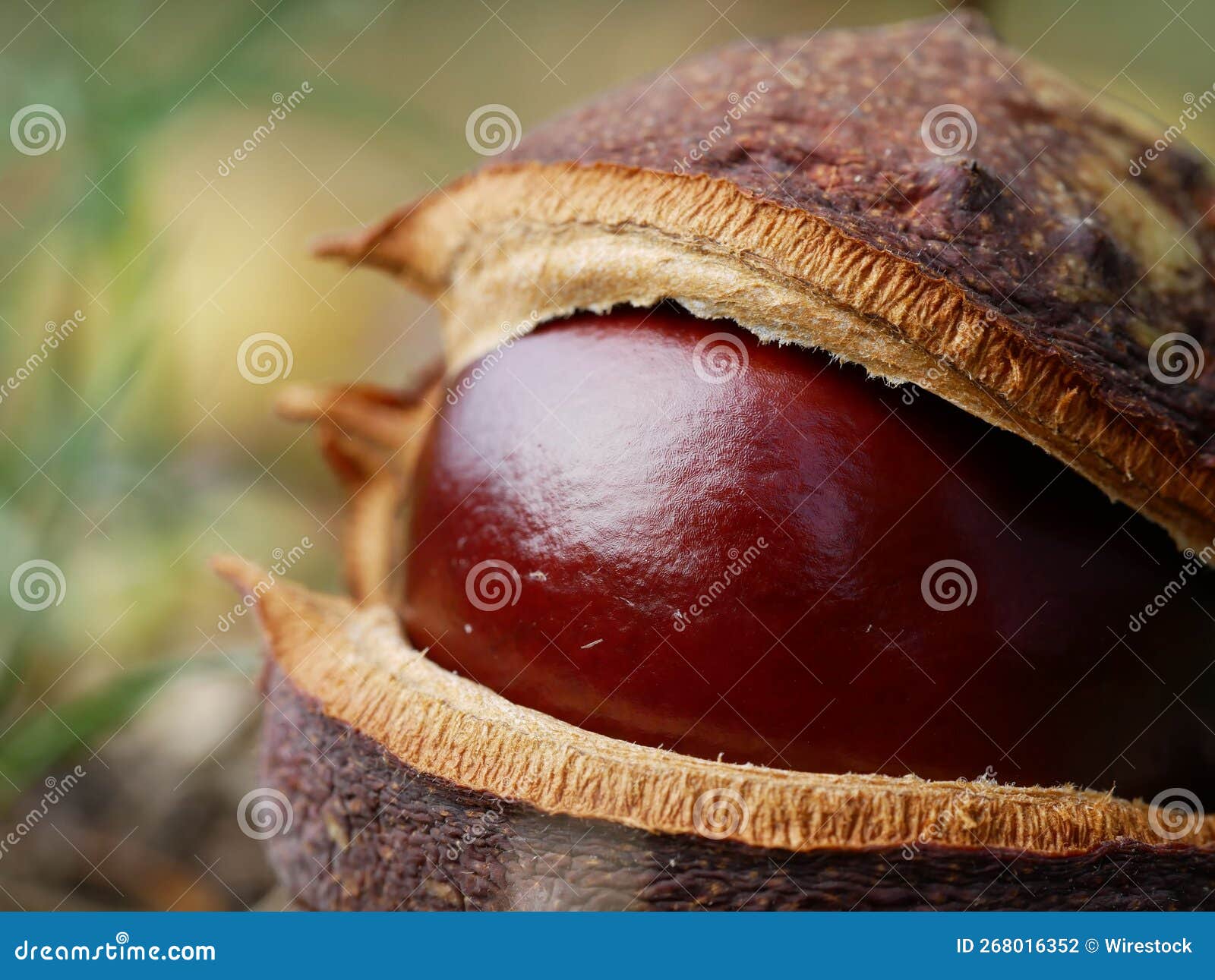 Chestnut with Shell on Forest Ground Stock Photo - Image of peel ...