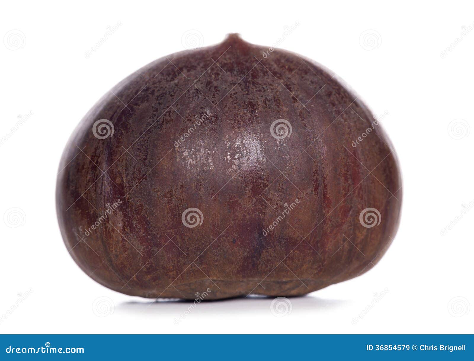 Single chestnut stock image. Image of cutout, single - 36854579