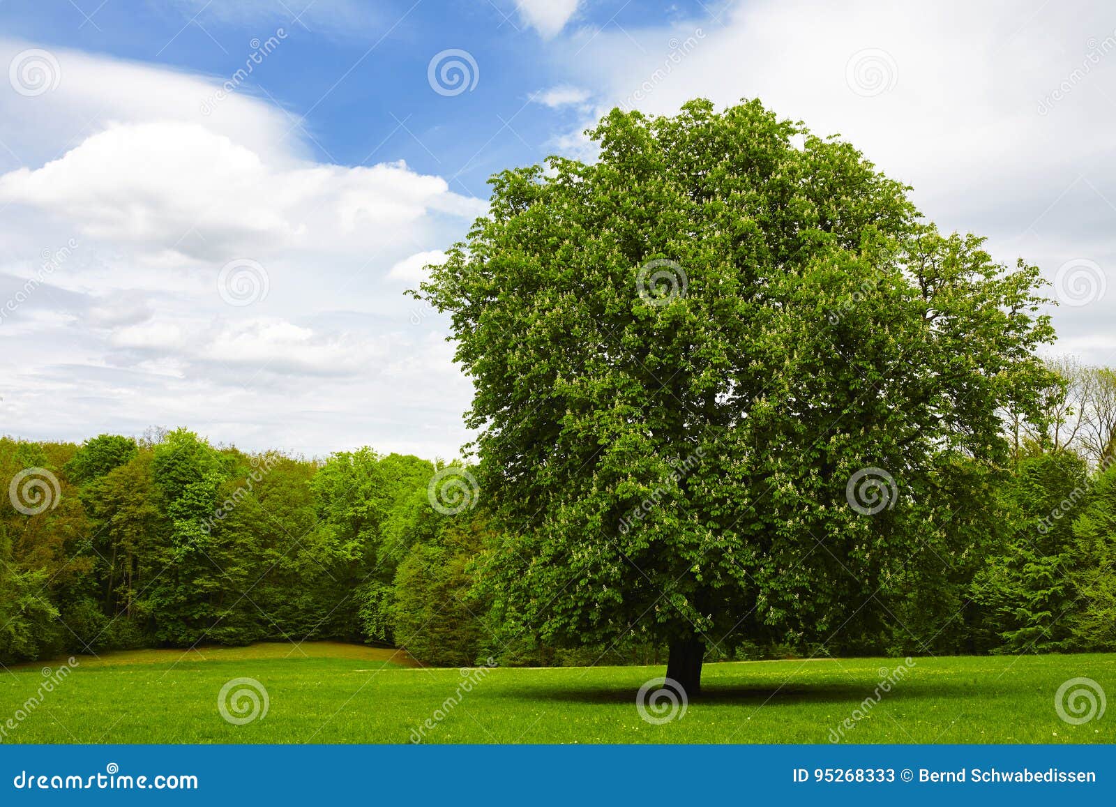 Single Chestnut Tree on Green Meadow Stock Image - Image of meadow ...