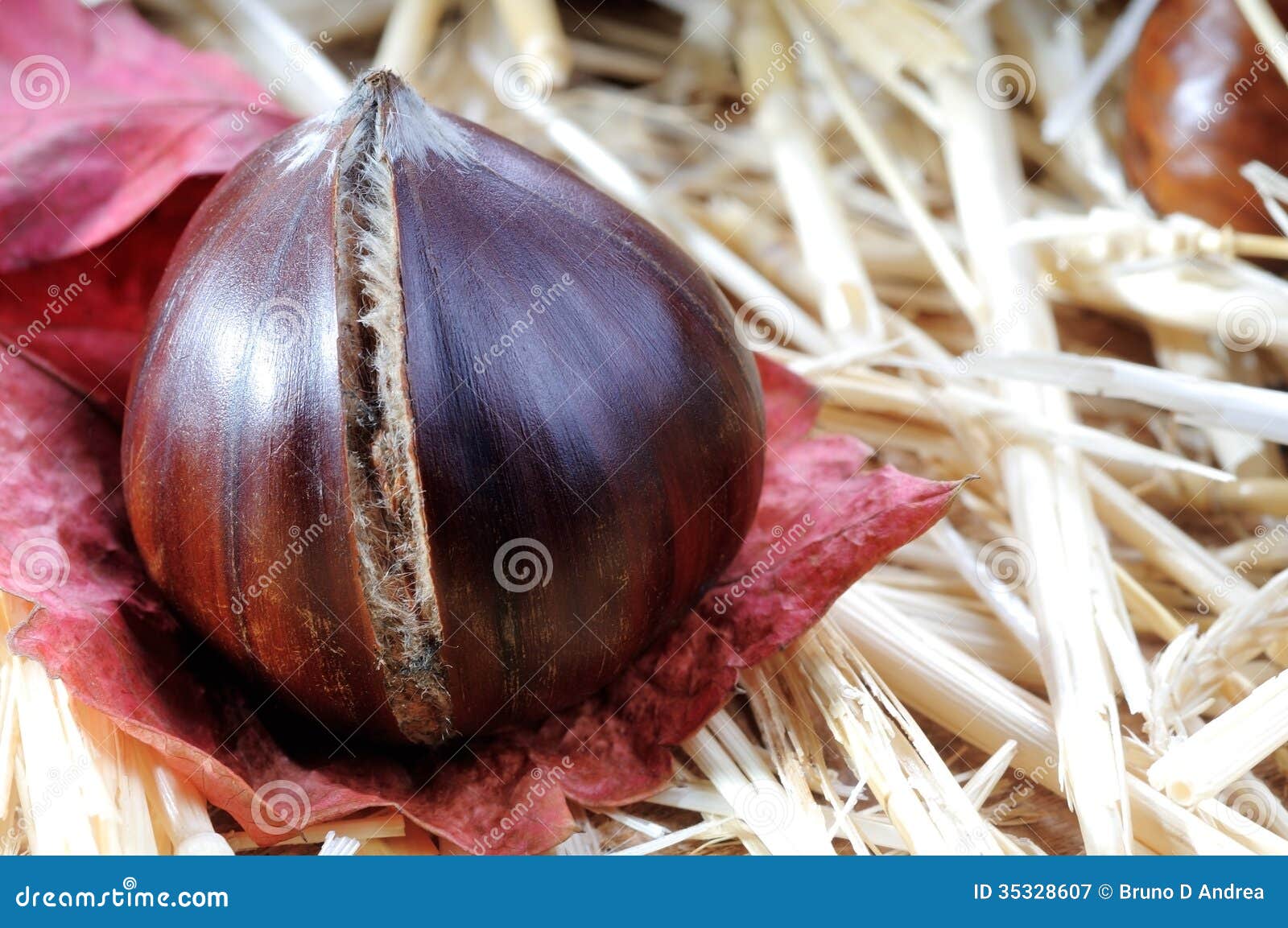Single chestnut stock image. Image of christmas, natural - 35328607