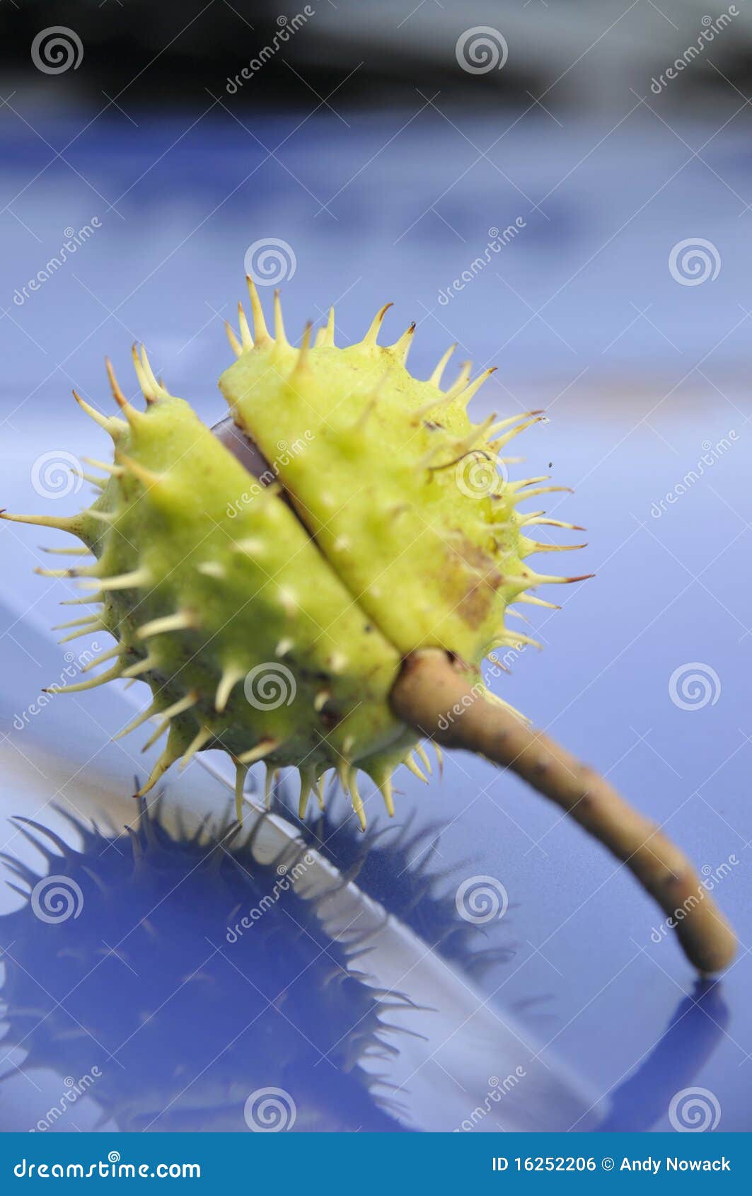 Single chestnut vertical stock photo. Image of casing - 16252206