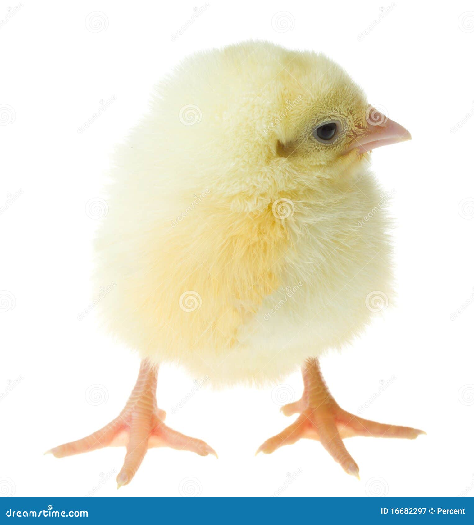 Single chick stock image. Image of yellow, chick, wing - 16682297