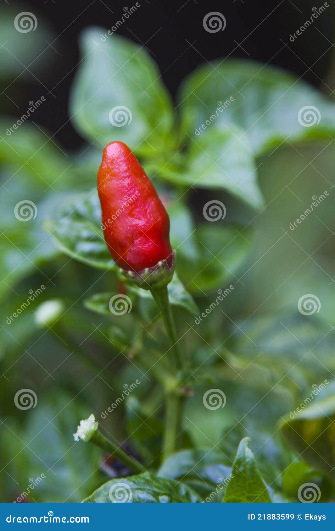 Single Red Chilli on a Bush in the Garden Stock Image - Image of ...