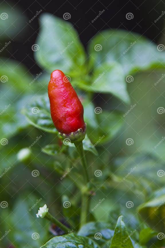 Single Red Chilli on a Bush in the Garden Stock Image - Image of ...