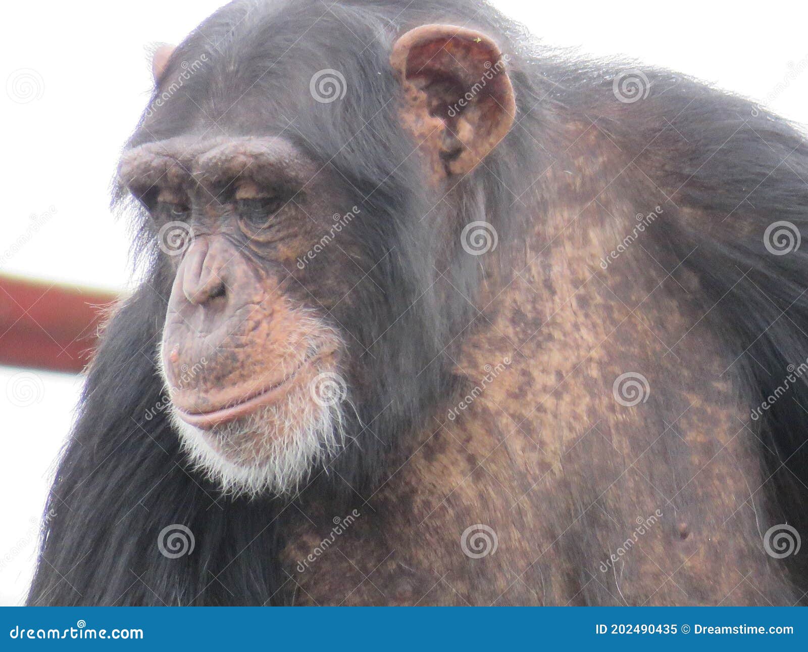 A Single Chimpanzee Cheeky Chimp Looking at the Camera on Wooden ...