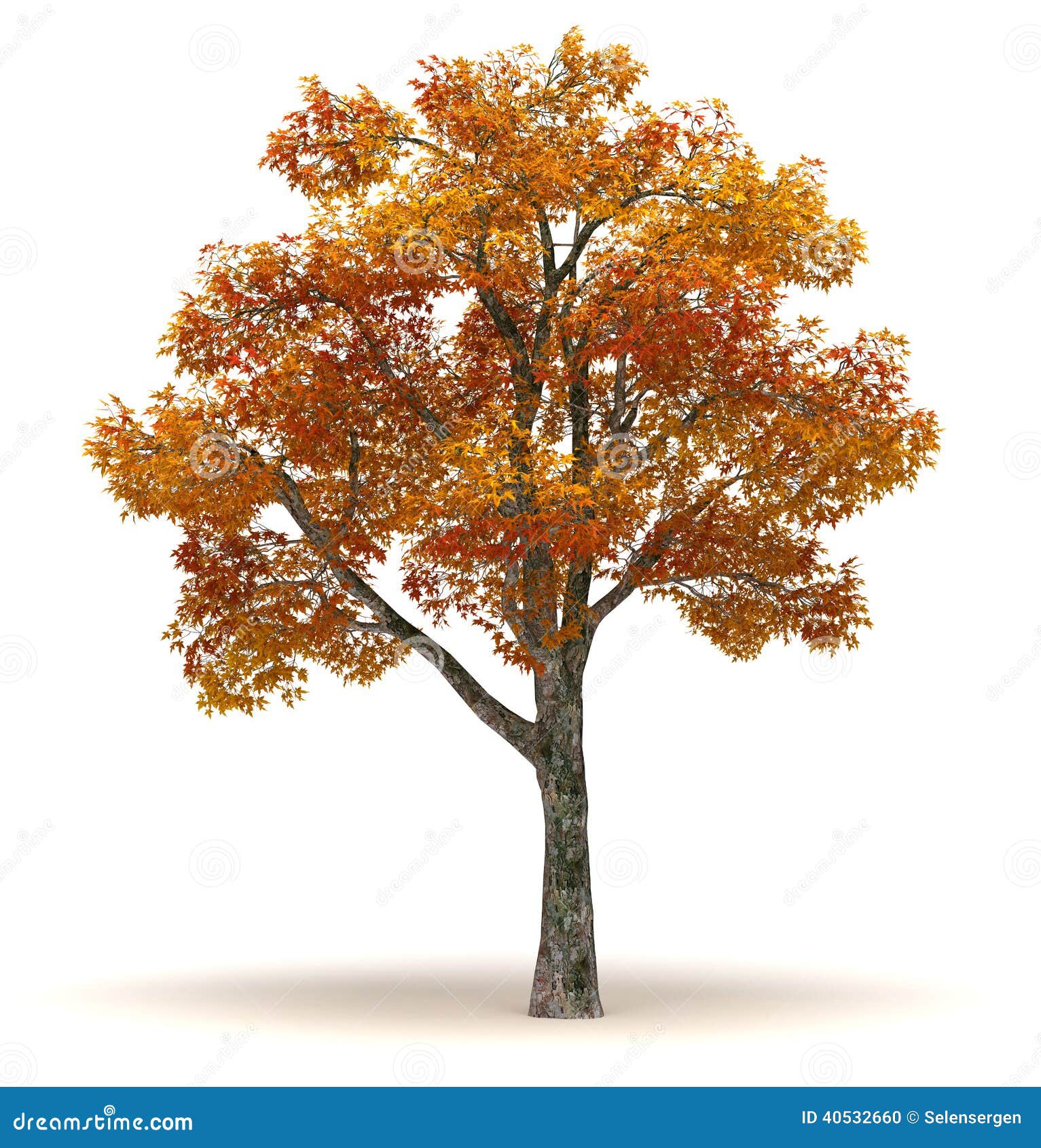 Single Chinar Tree stock illustration. Illustration of life - 40532660