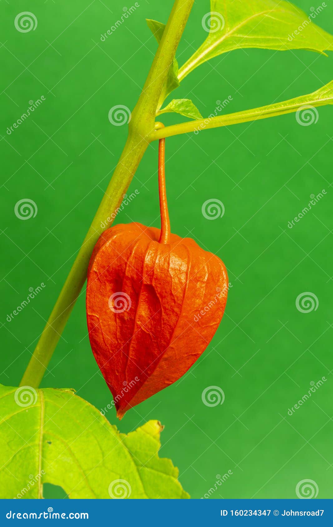 Chinese Lantern Flower stock image. Image of branch - 160234347