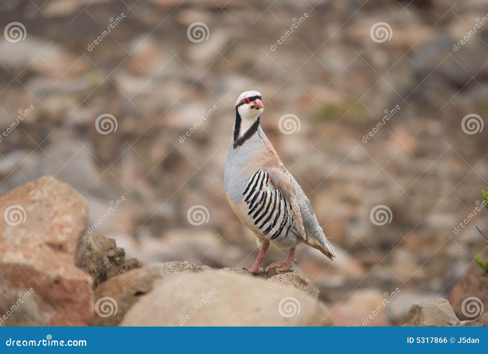 Single Chukar stock photo. Image of chukar, upland, partridge - 5317866