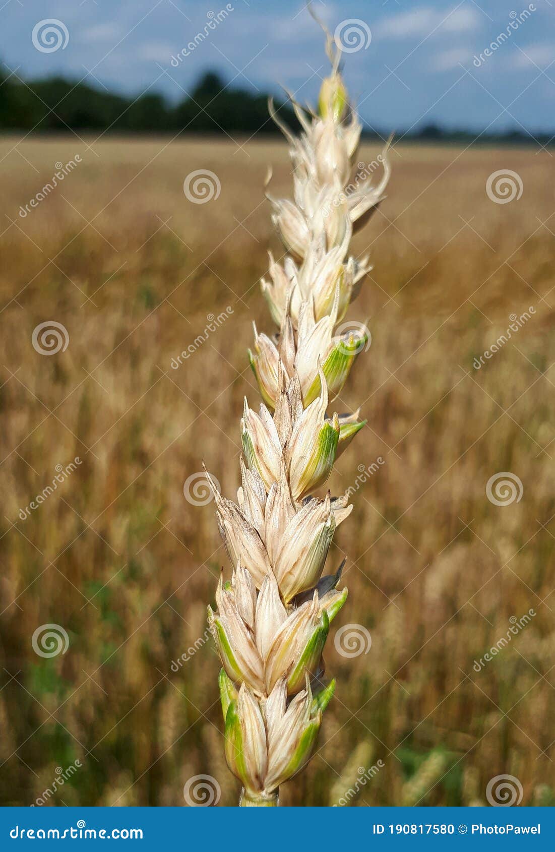 Single Close Up Image of Wheat Crop Ripping Pod Stock Photo - Image of ...