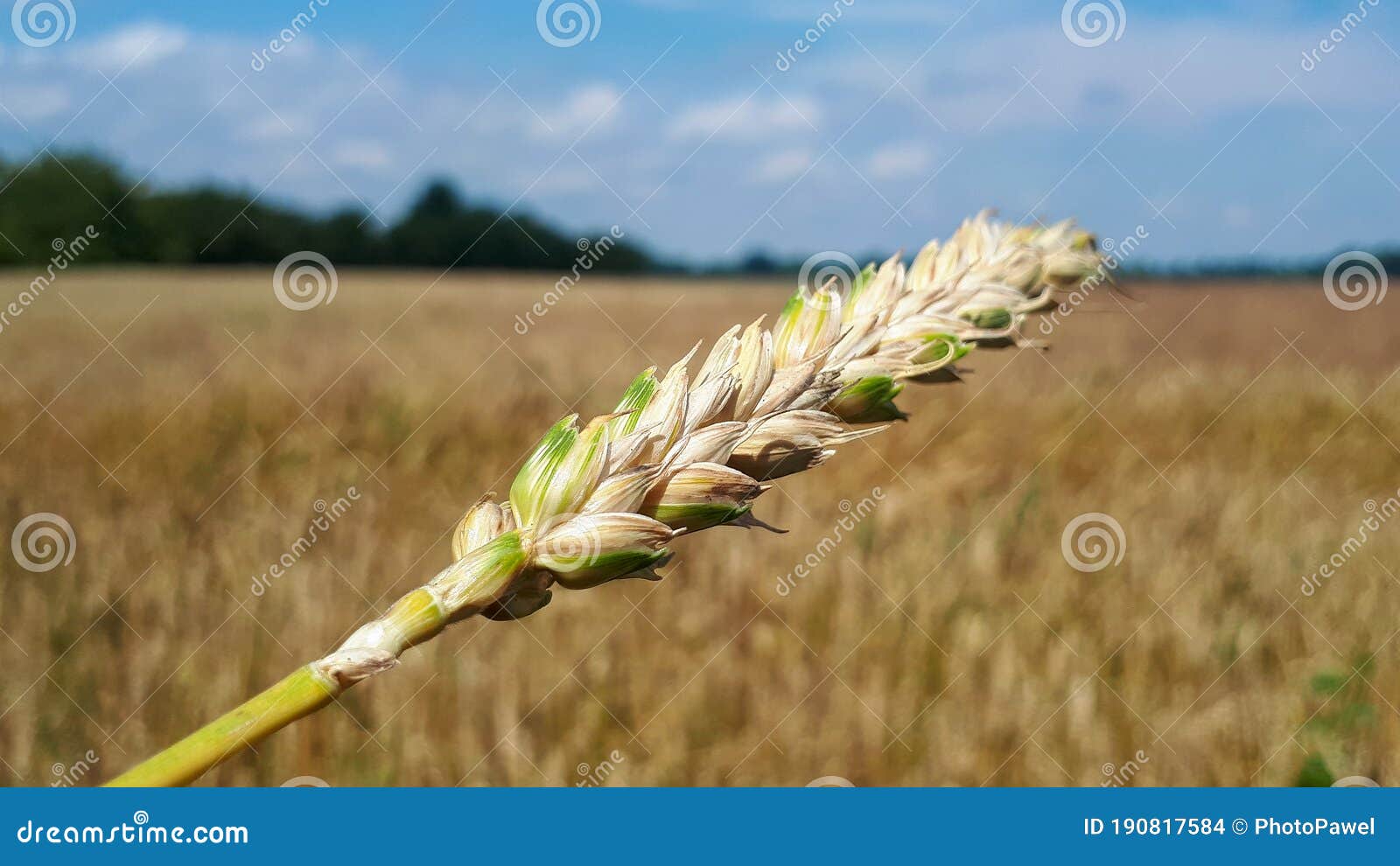 Single Close Up Image of Wheat Crop Ripping Pod Stock Photo - Image of ...