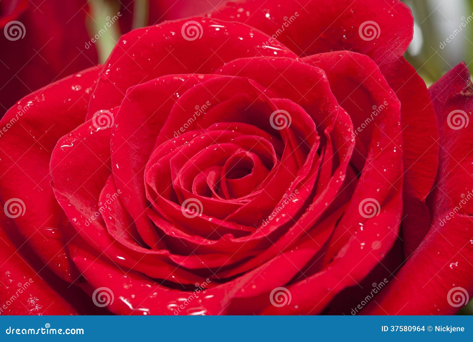 Single close up red rose stock photo. Image of love, petals - 37580964