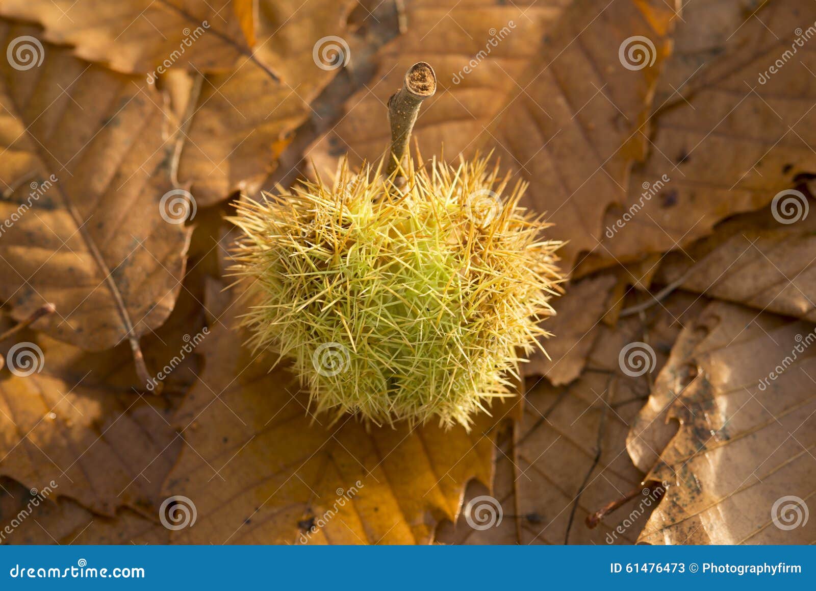 Single Closed Chestnut Shell Stock Image - Image of prickly, chestnut ...