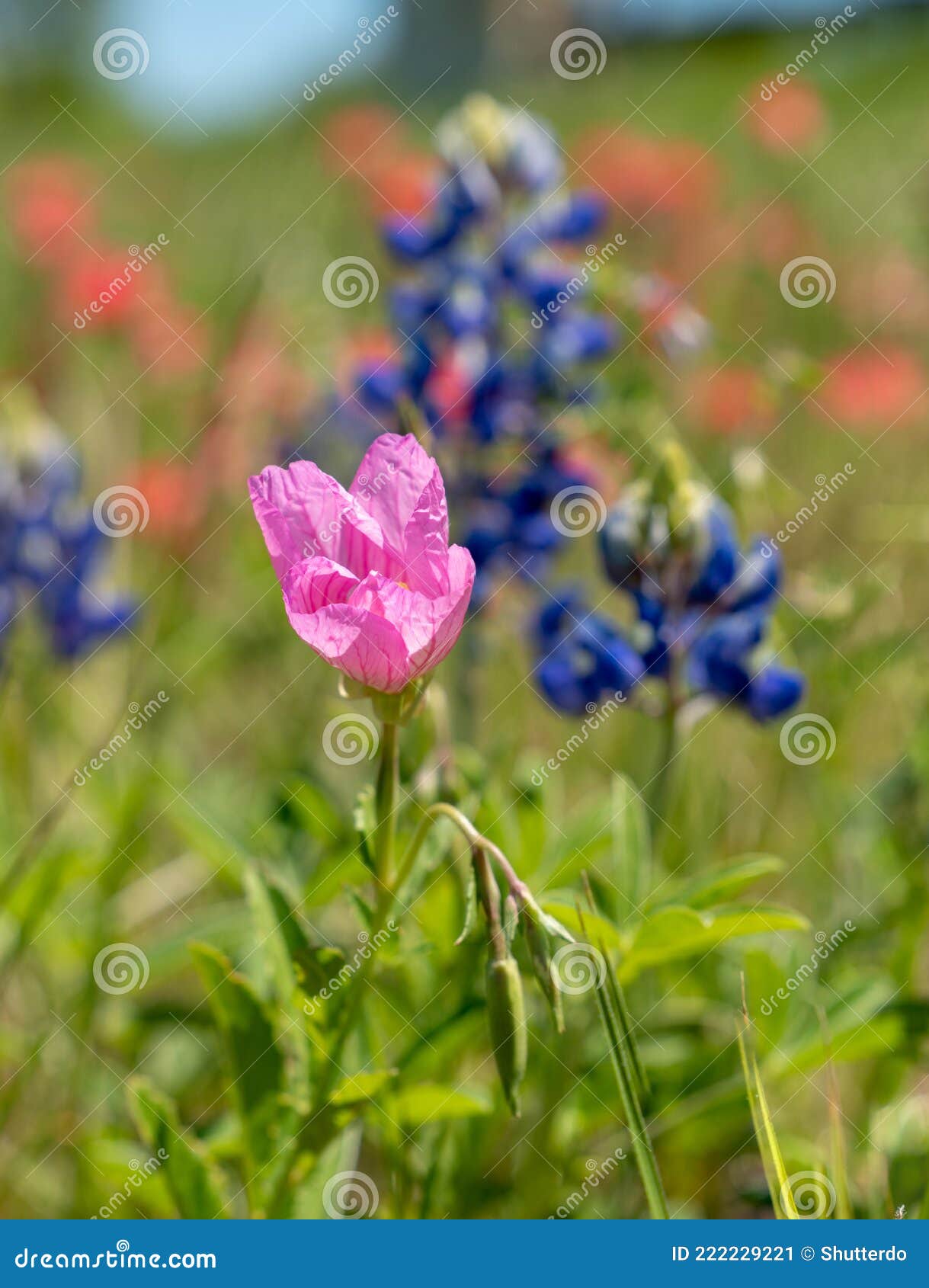 Single Closeup of a Pink Primrose Bud Unopened Stock Image - Image of ...