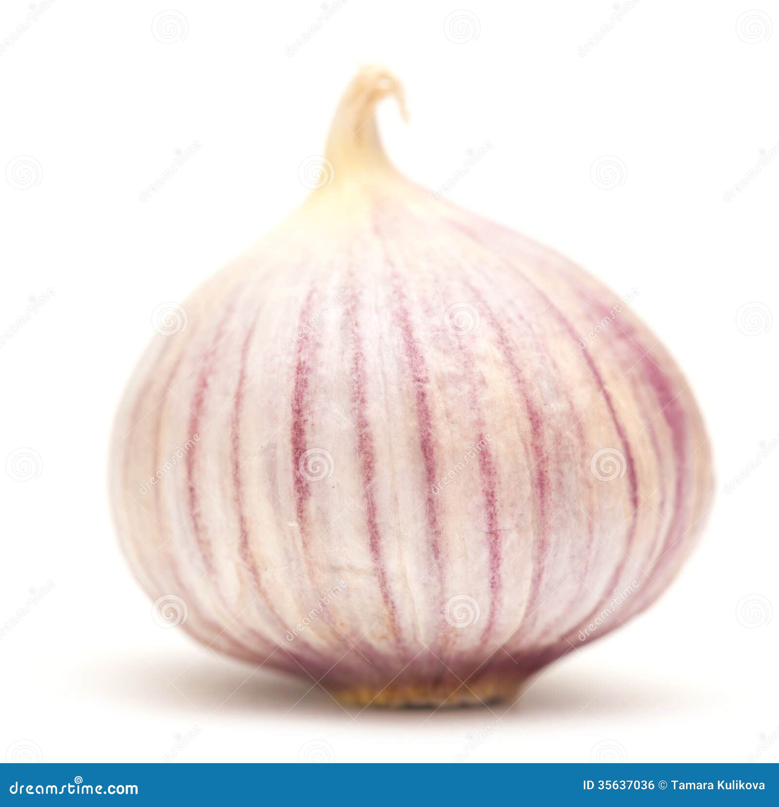 Single clove garlic stock photo. Image of single, quick - 35637036