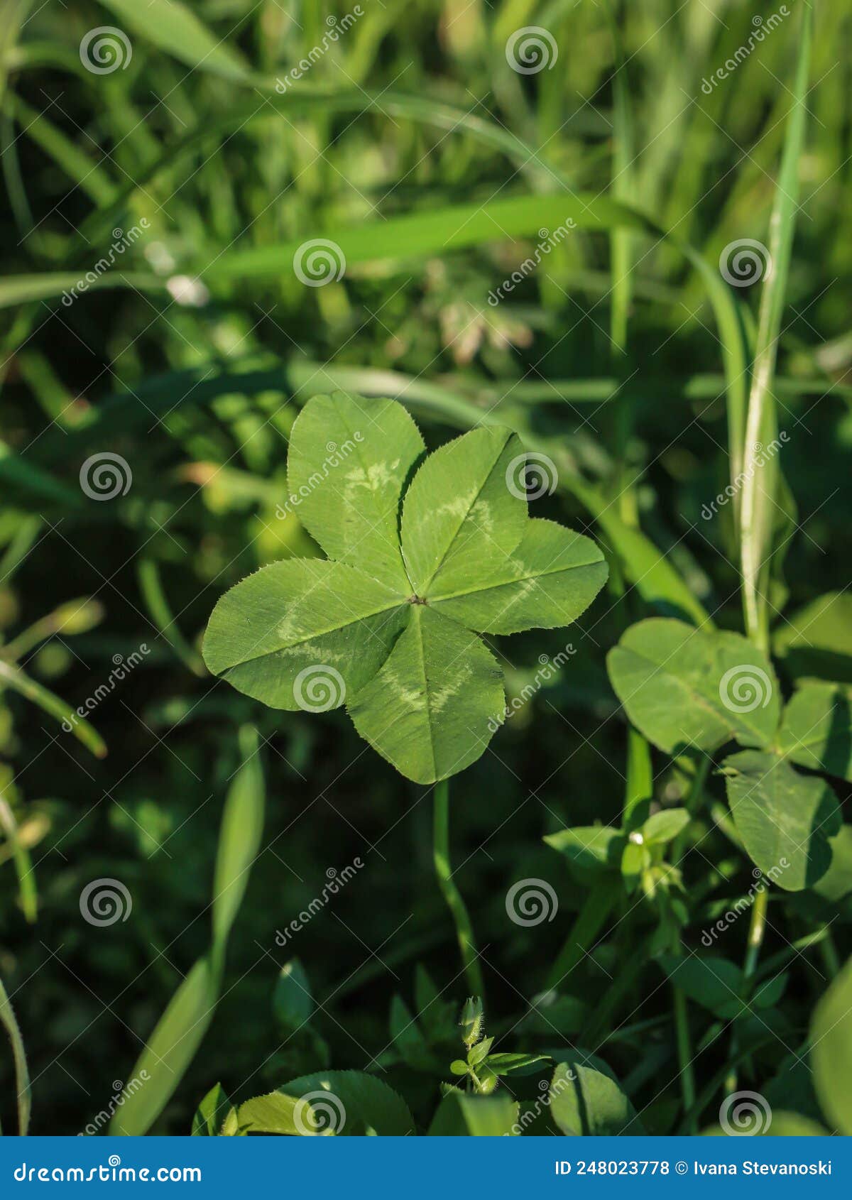Single Clover with Five Leaves Stock Photo - Image of flora, garden ...