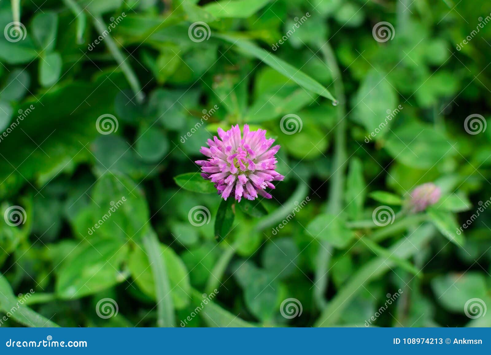 Single Clover Flower on a Green Meadow Stock Image - Image of nature ...