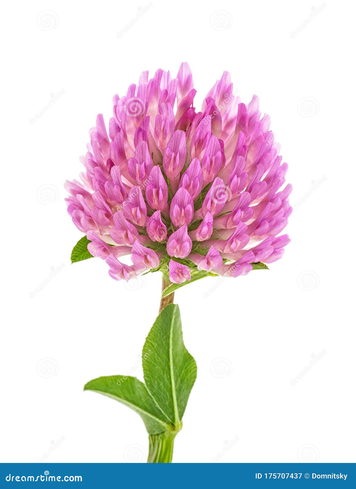 Single Clover Flower Isolated on White Background Stock Image - Image ...