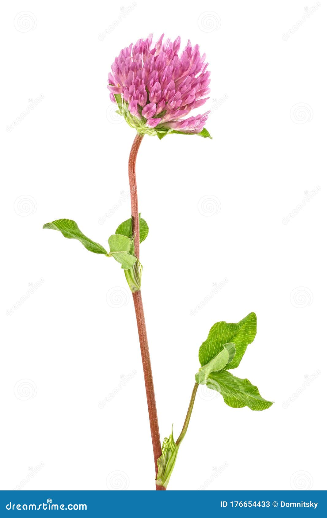 Single Clover Flower Isolated on White Background Stock Image - Image ...